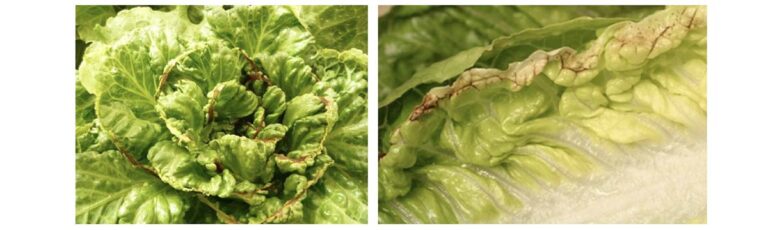Cultivo de Lechuga – Novagro México
