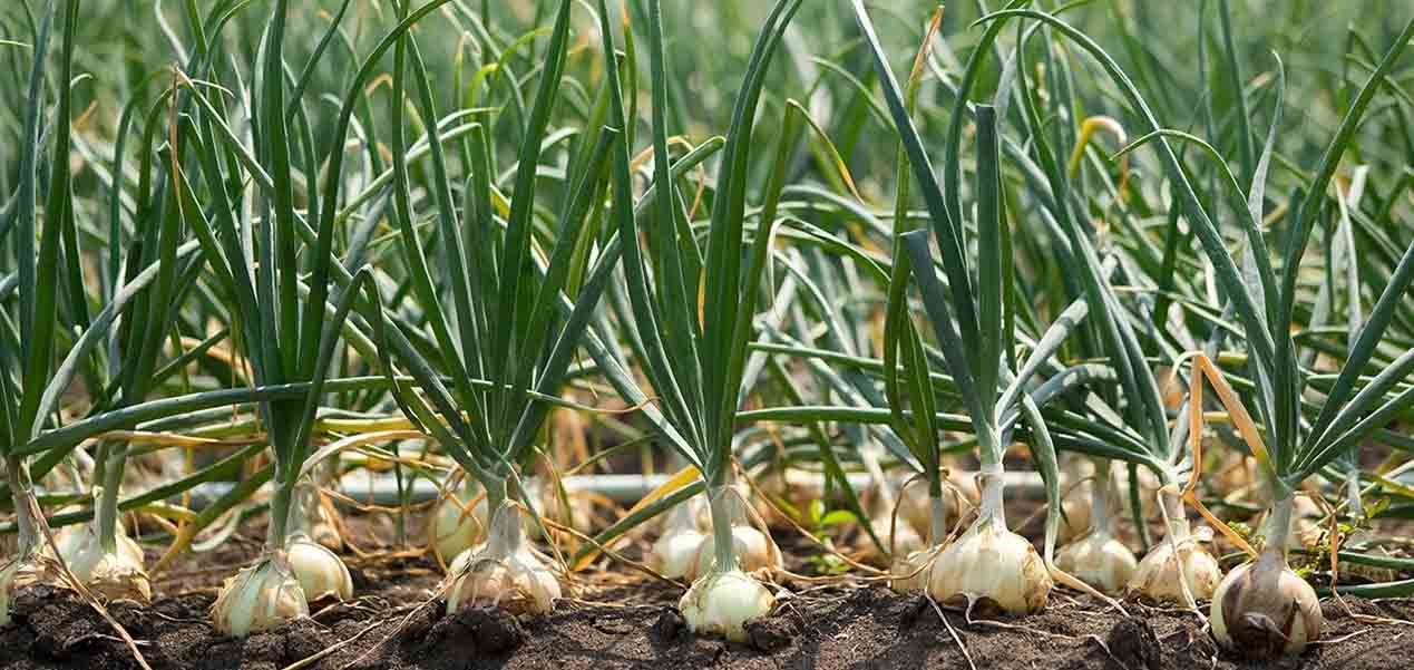 Cultivo de Cebolla – Novagro México