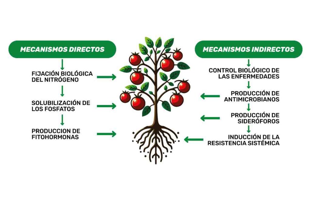 Rizobacter 900 Bs – Novagro México